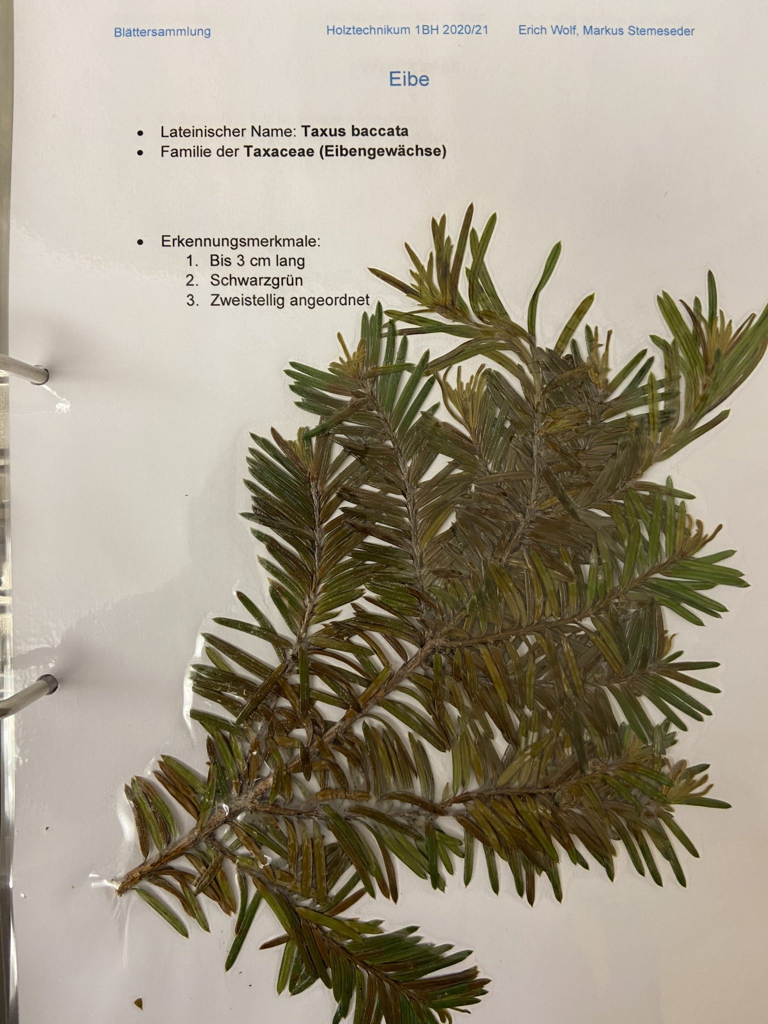 Eibe – baumkunde.at
