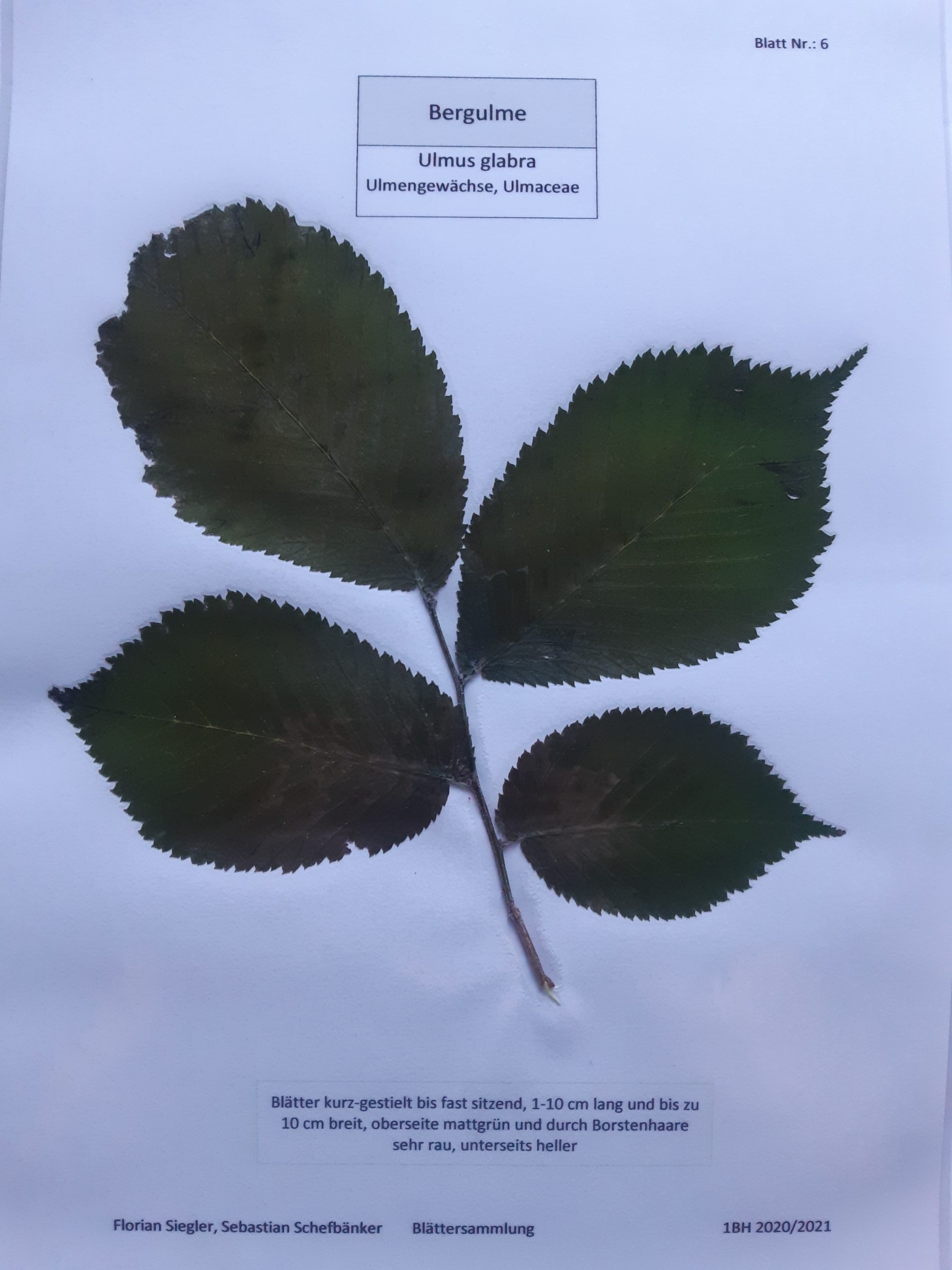 Ulme – baumkunde.at