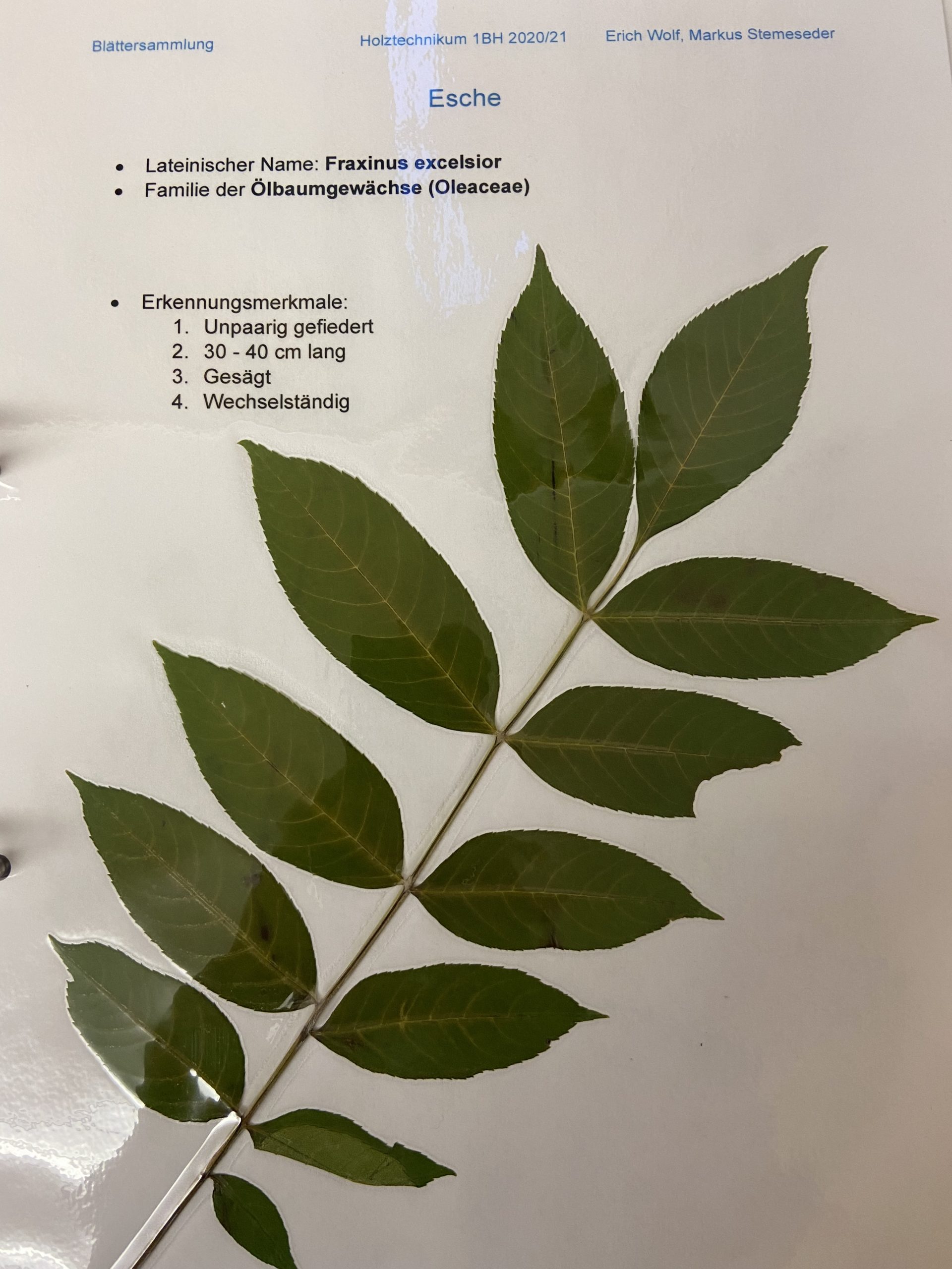 Esche – baumkunde.at
