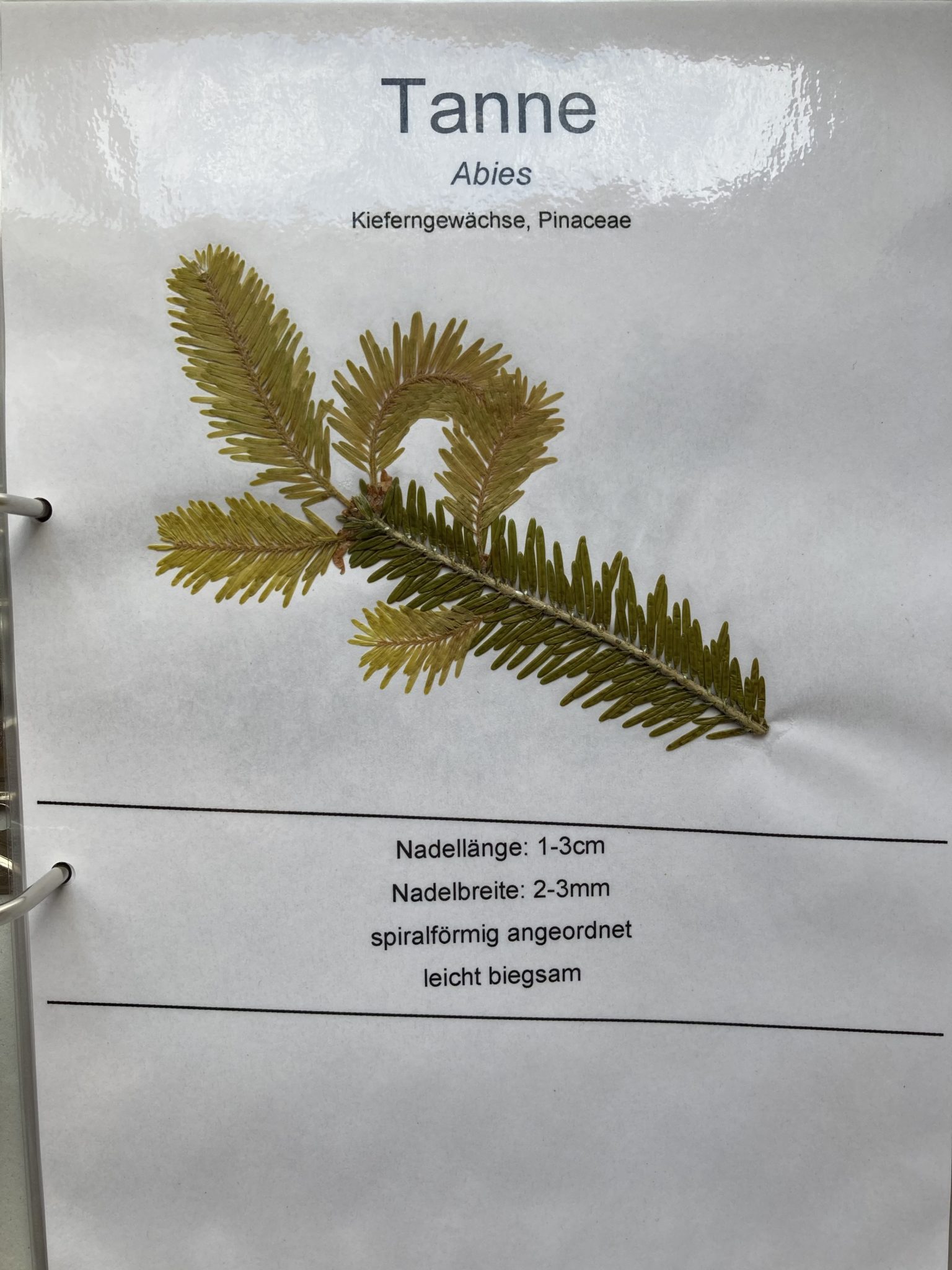 Nadeln Tanne – baumkunde.at