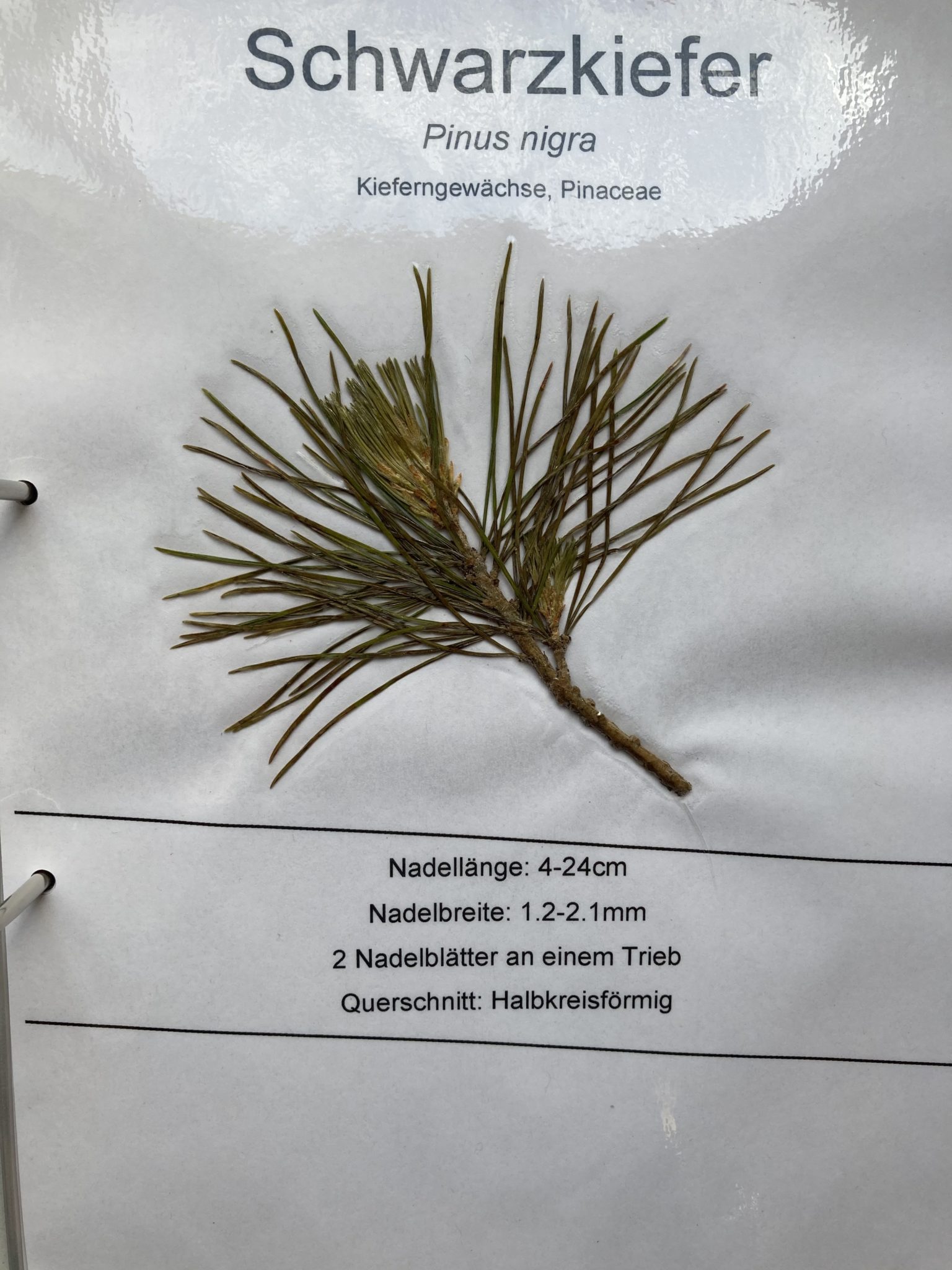 Nadeln Schwarzkiefer – baumkunde.at