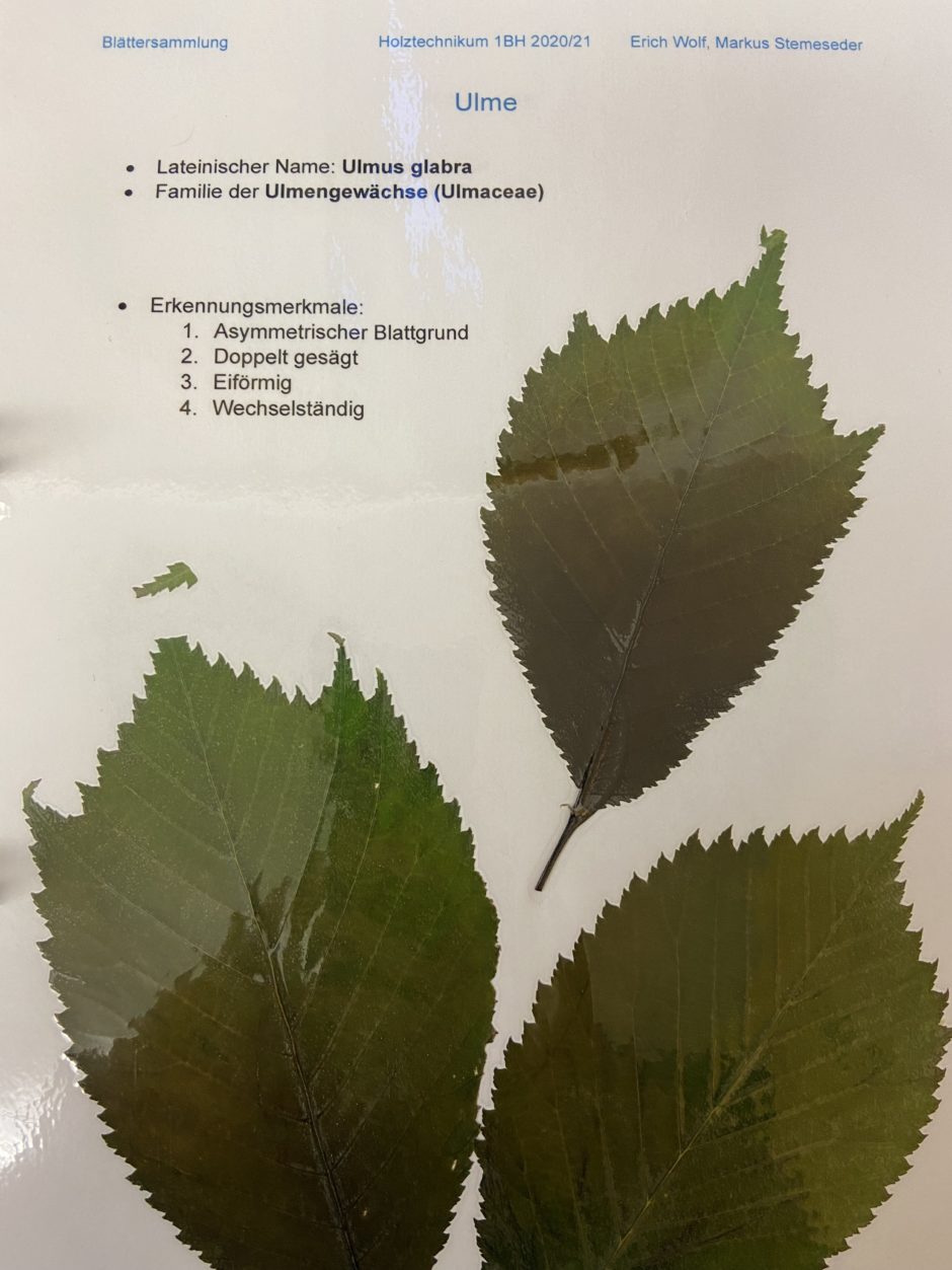 Ulme – baumkunde.at