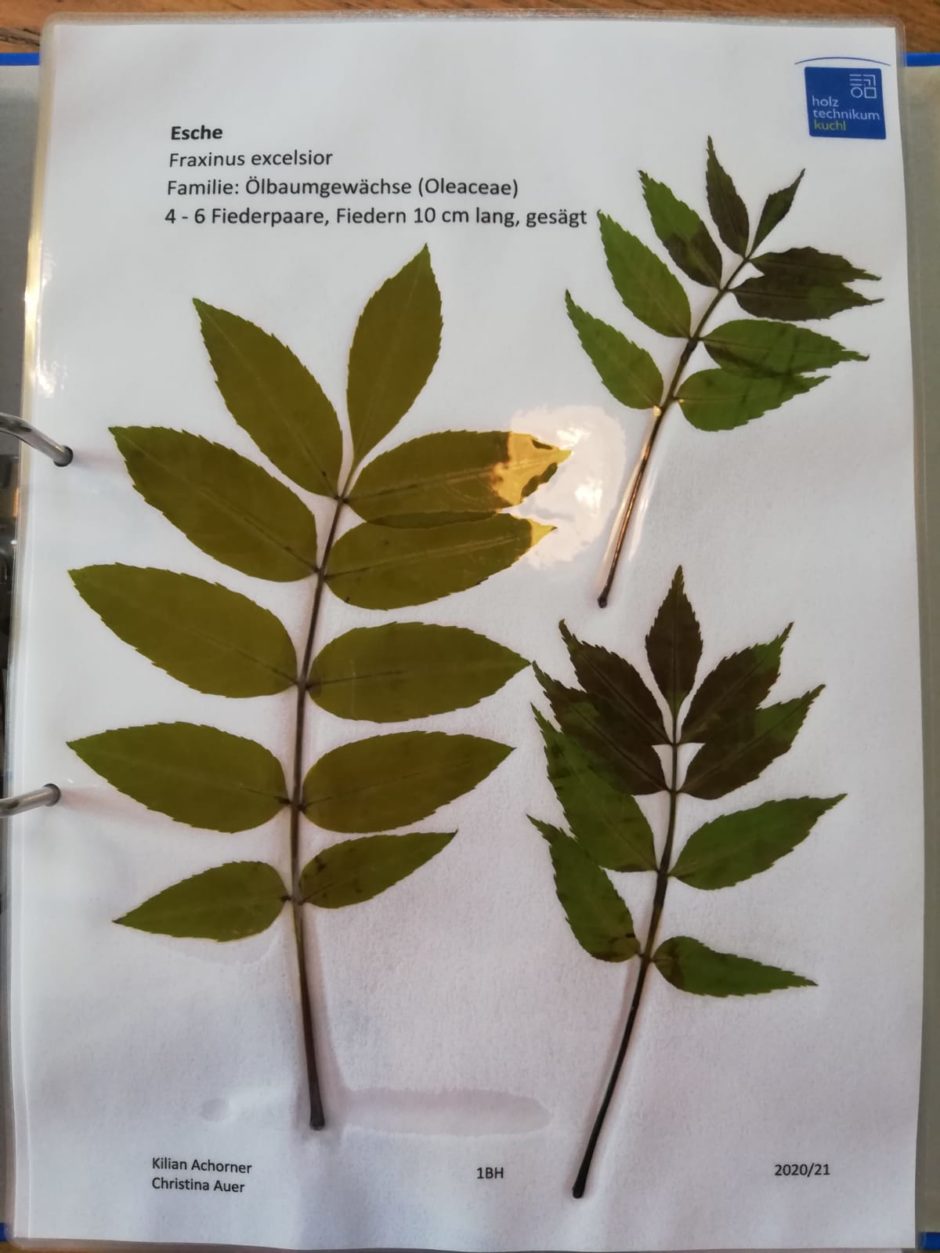 Esche – baumkunde.at