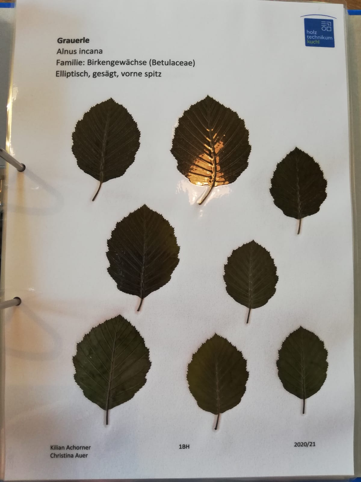 Erle – baumkunde.at