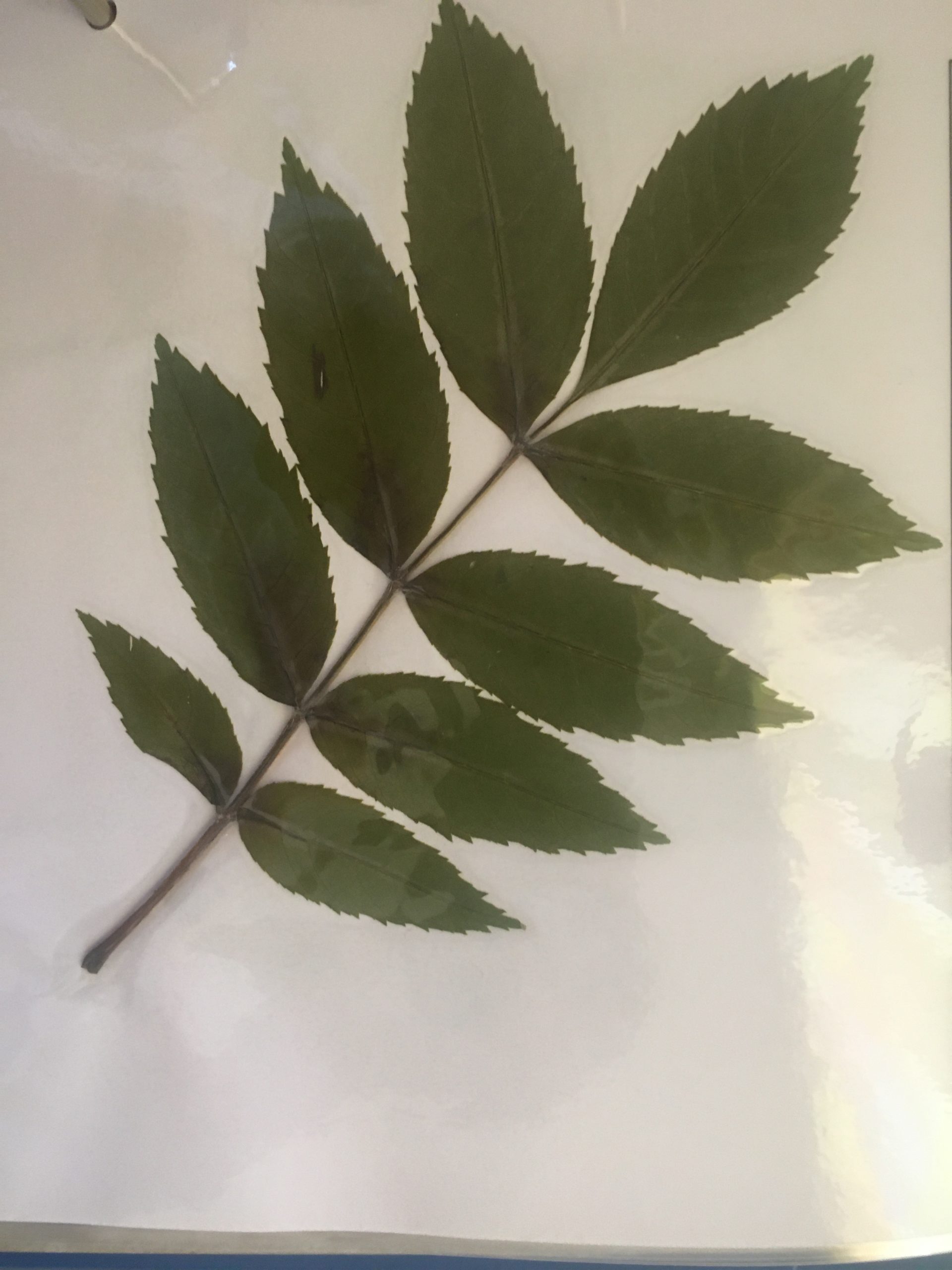 Esche – baumkunde.at