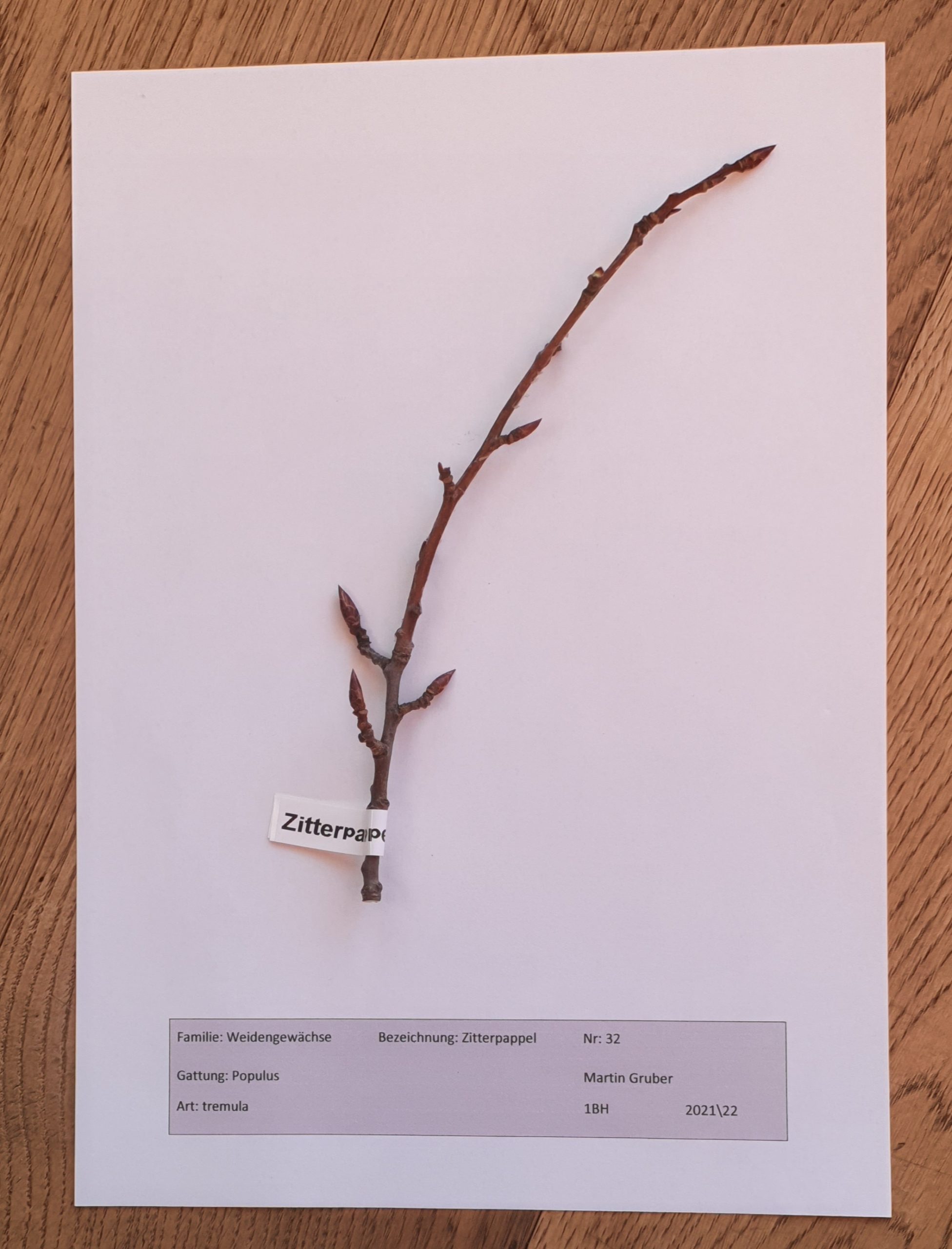 Zitterpappel (Populus tremula) – baumkunde.at