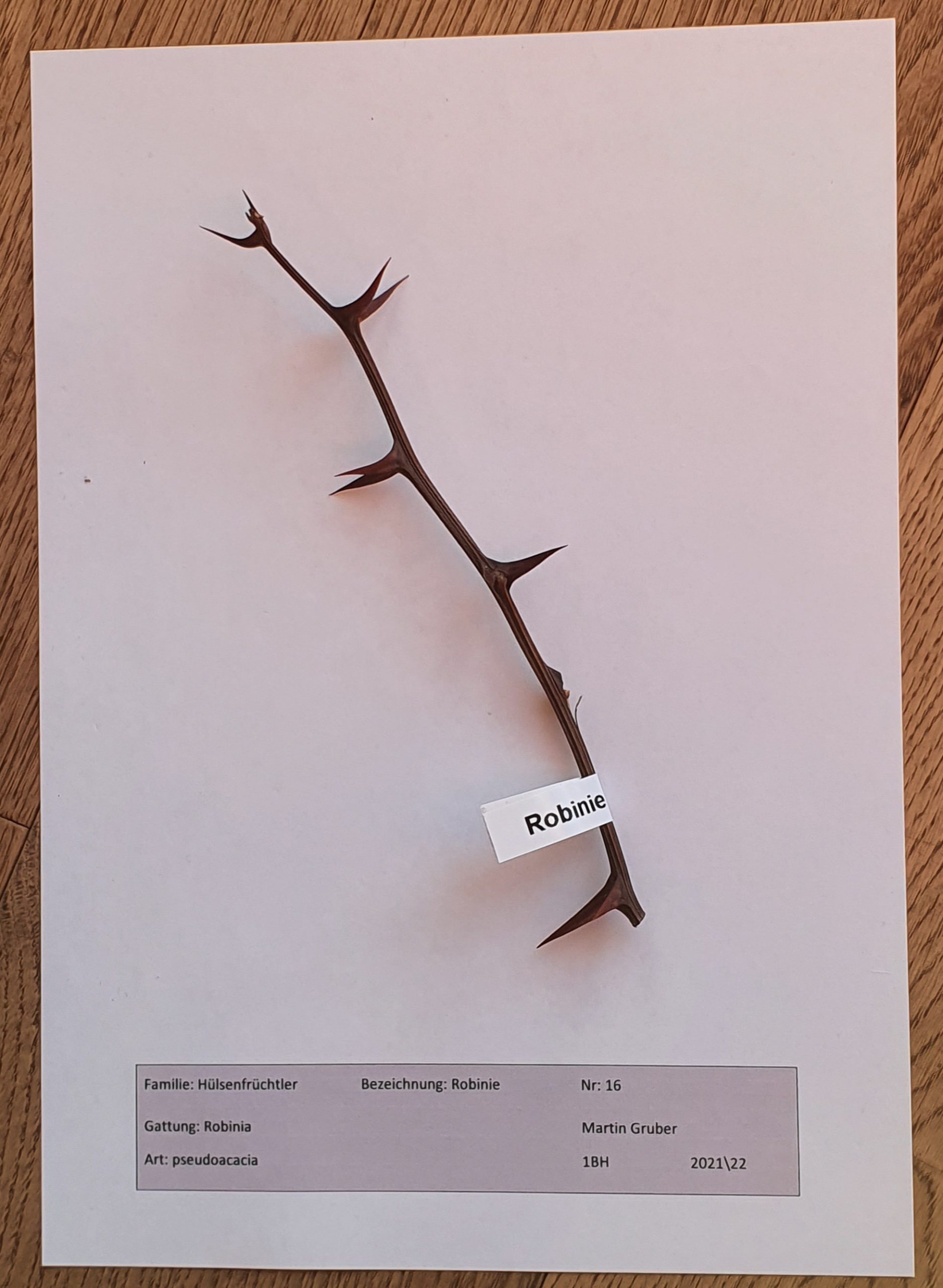 Robinie (Robinia pseudoacacia) – baumkunde.at
