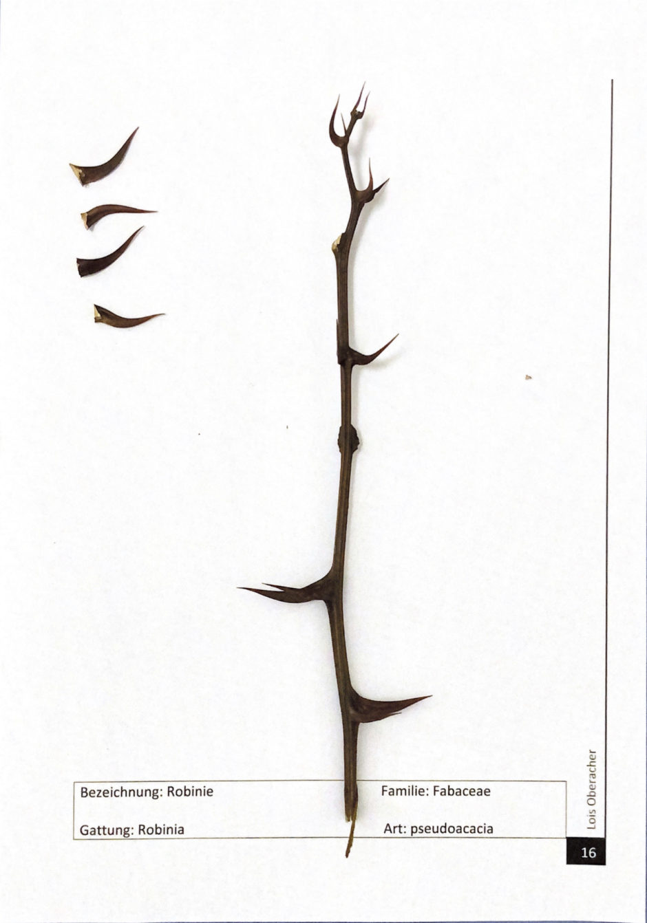 Robinie (Robinia pseudoacacia) – baumkunde.at