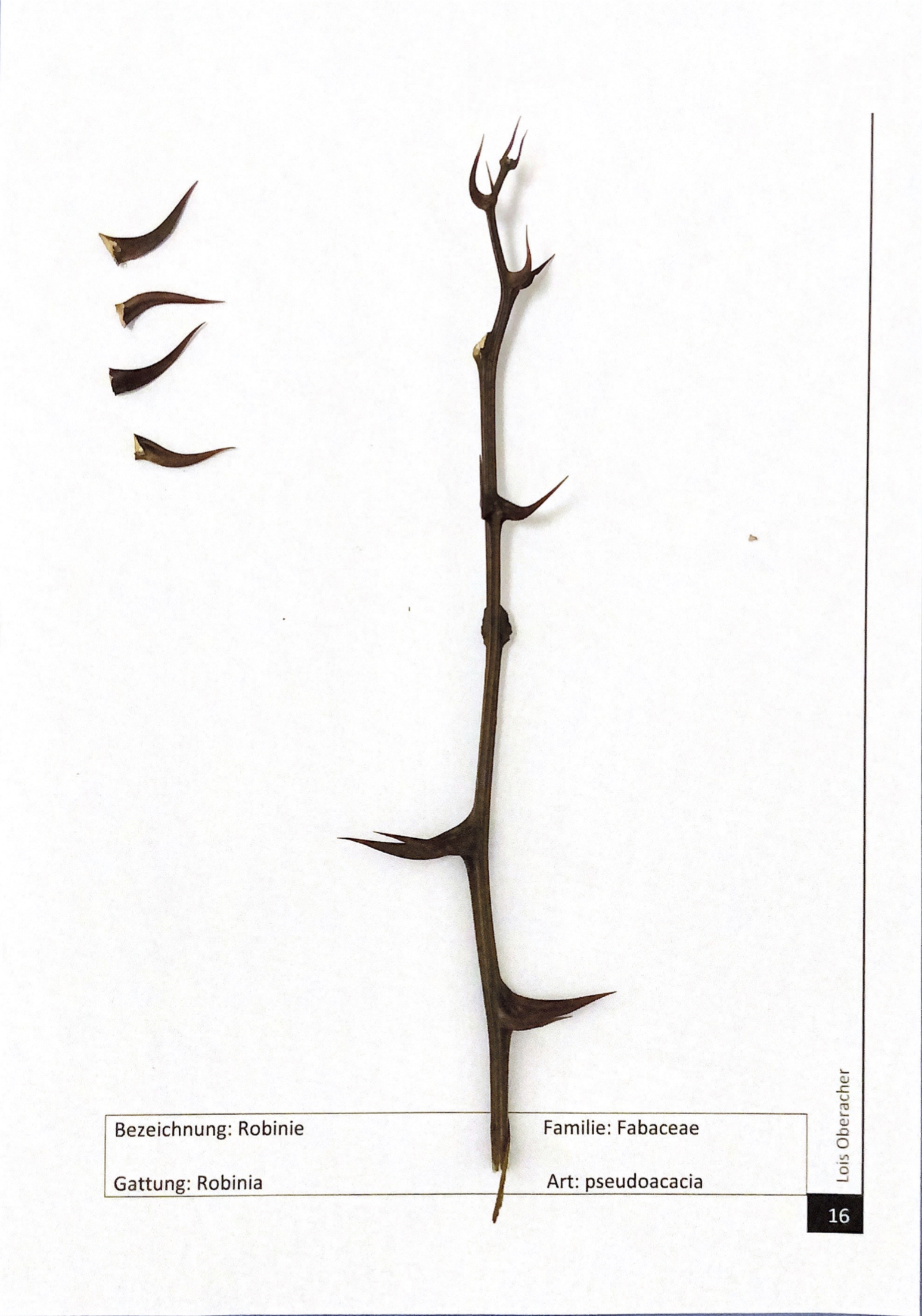 Robinie (Robinia pseudoacacia) – baumkunde.at