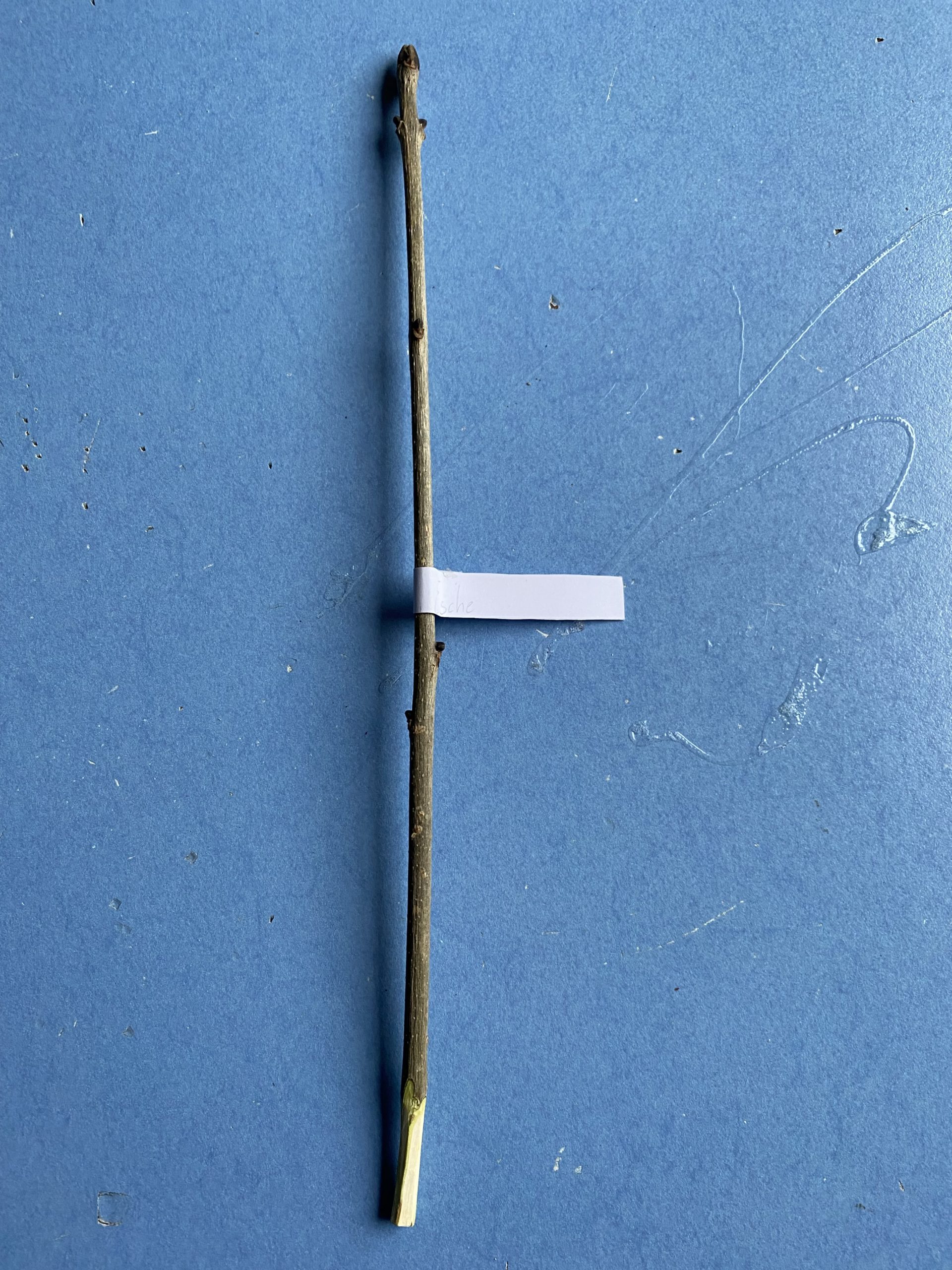 Esche(Cinis) – baumkunde.at