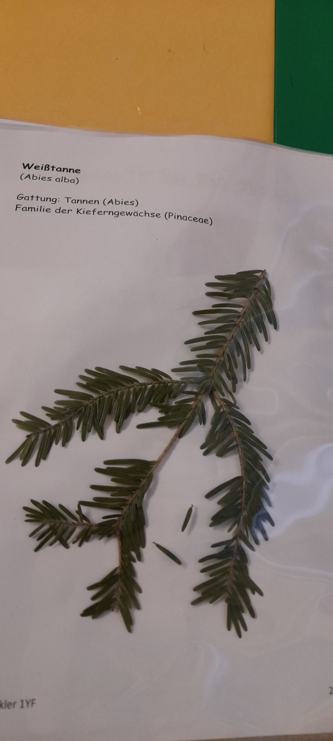 Weißtanne (Abies alba) – baumkunde.at